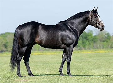 Abraham's Equine Clinic - Majestic Cartel | Abraham's Equine Clinic