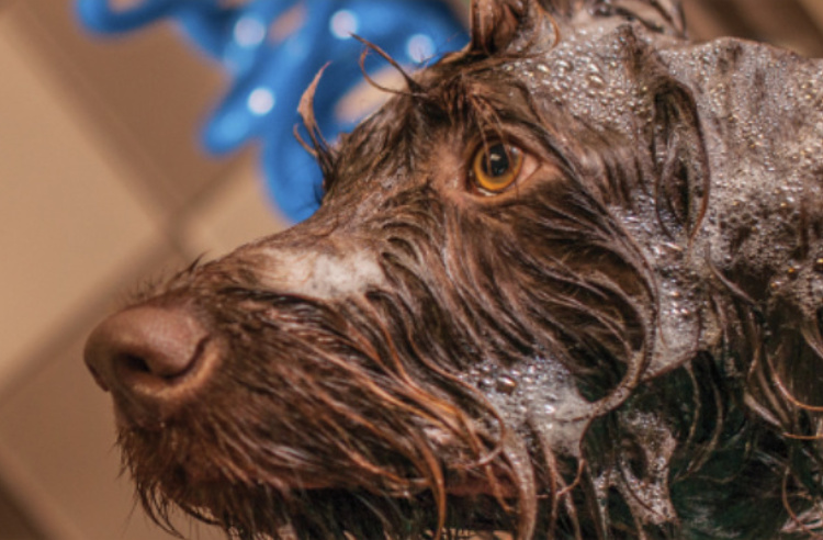 Dog Spa Treatments | Pooch Hotel