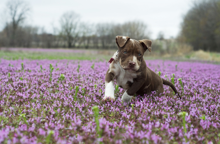 Client Forms | Bramer Animal Hospital