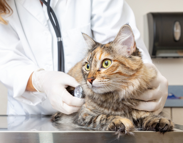 Animal Hospital in Richmond, VA | Countryside Veterinary Clinic of Richmond