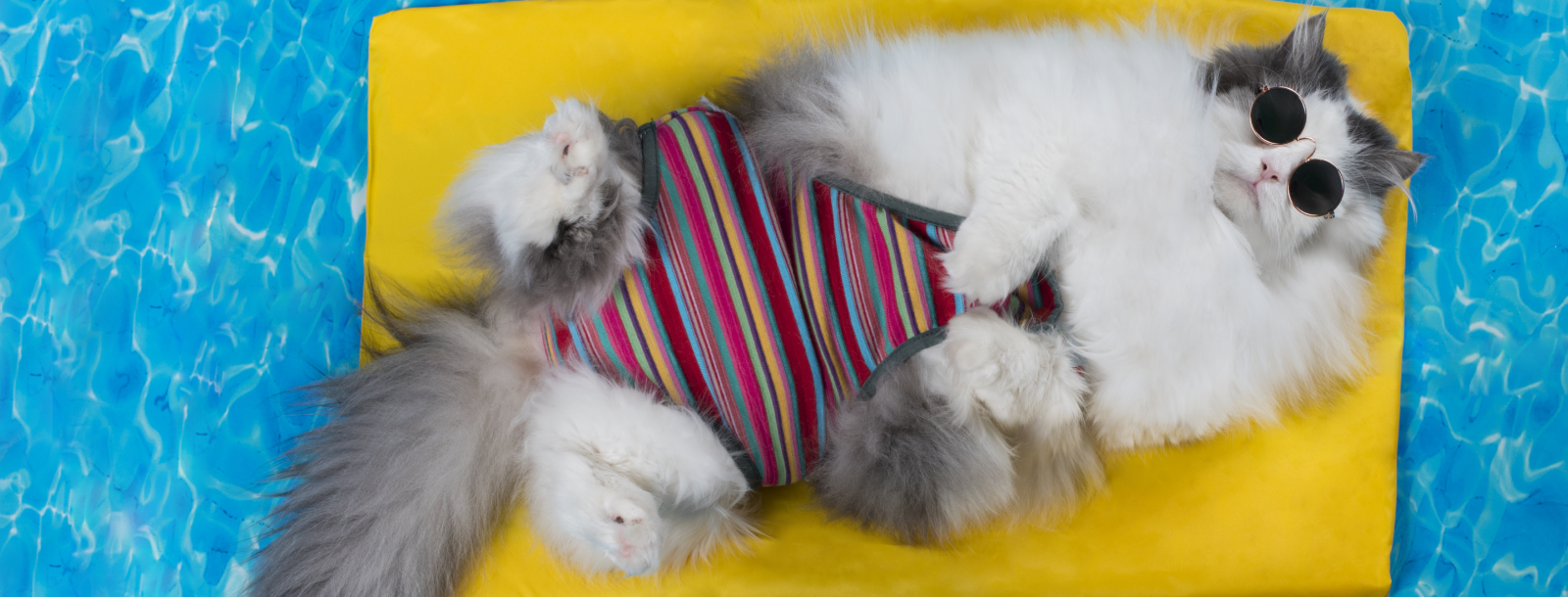 Milwaukee Veterinary Clinic | St. Paul Veterinary Clinic