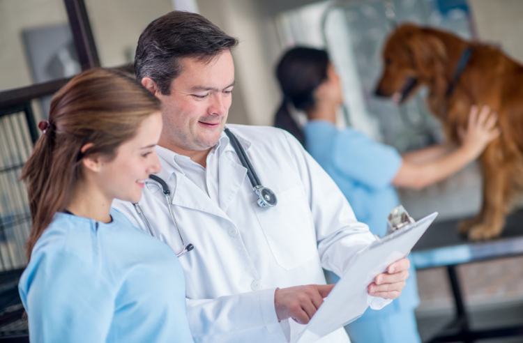 Referral Information | Veterinary Emergency & Specialty Hospitals (VESH)