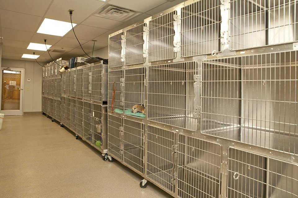 Animal Hospital in Owasso, OK | SAHO Animal Hospital