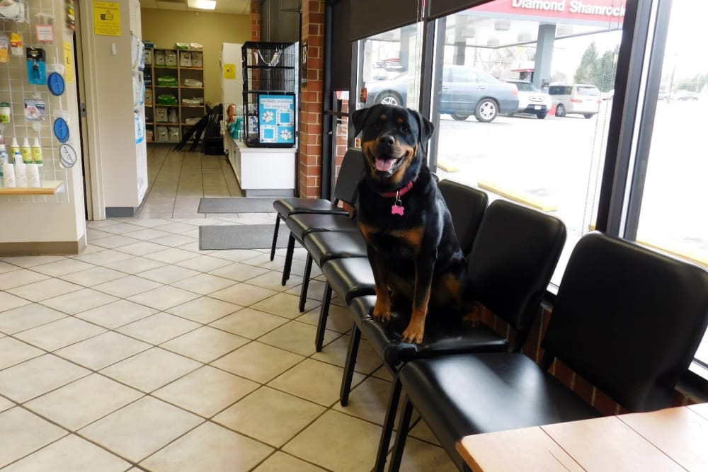 Gallery | Care Animal Hospital