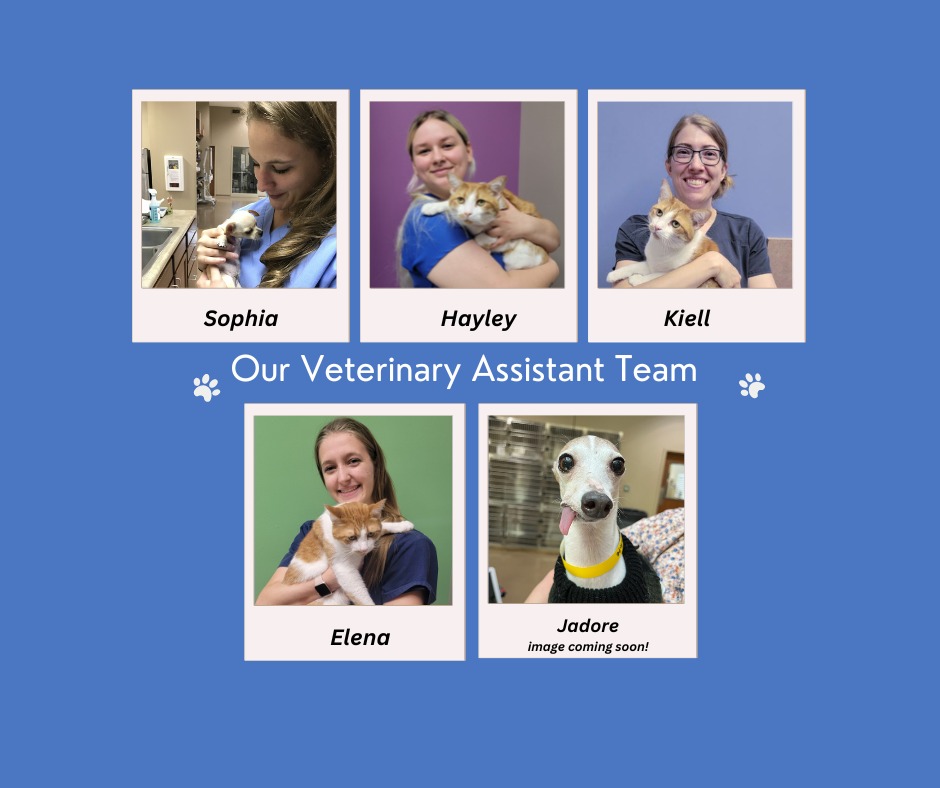 Our Veterinary Assistant Team | College Park Animal Hospital