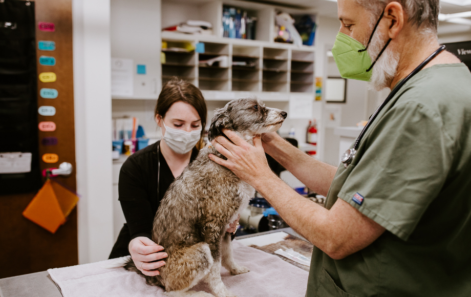 Veterinarian in Everett, WA | Diamond Veterinary Hospital