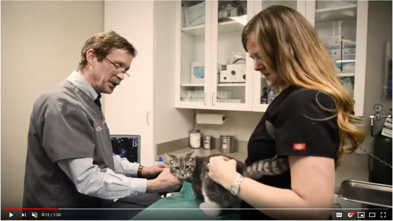 Bend, OR Veterinarian | Central Oregon Animal Hospital