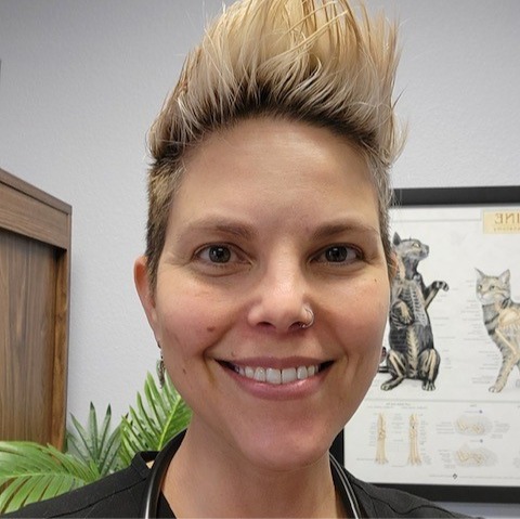 Experienced Feline Veterinarians in Colorado Springs, CO | Carefree ...