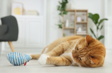 Veterinary Care in New York, NY | Tribeca Soho Animal Hospital