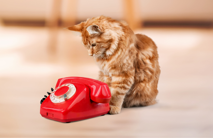 Animal Hospital in Beaverton, OR | Oregon Veterinary Specialty Hospital