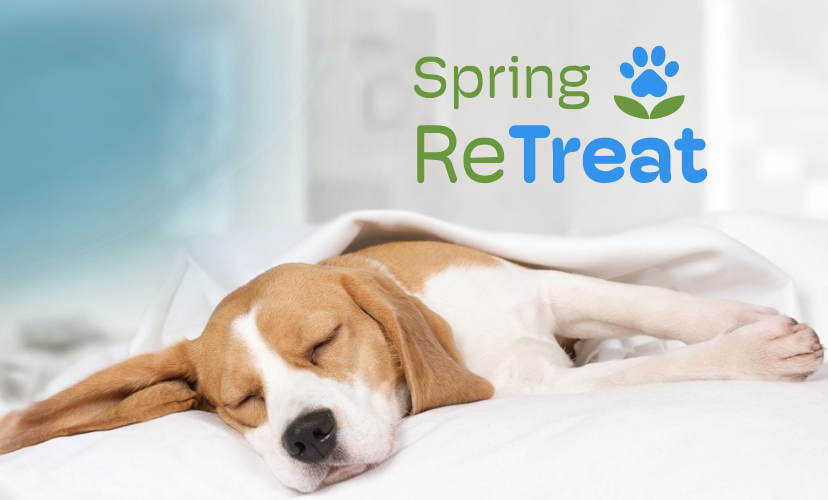 Dog Boarding & Daycare in Glastonbury | Candlewick Kennels