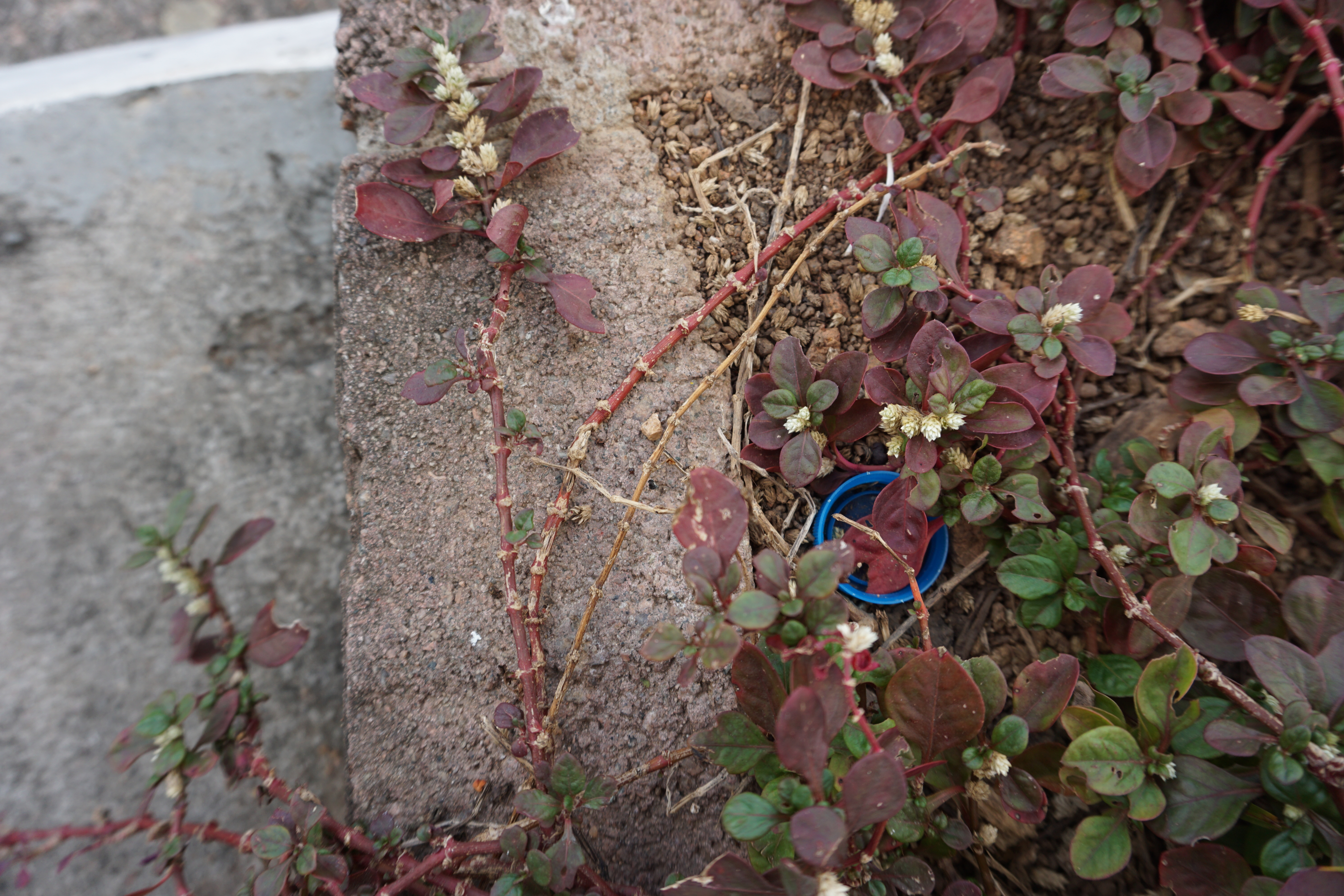 Litter(ally): Bottle Caps | Marine Debris Tracker