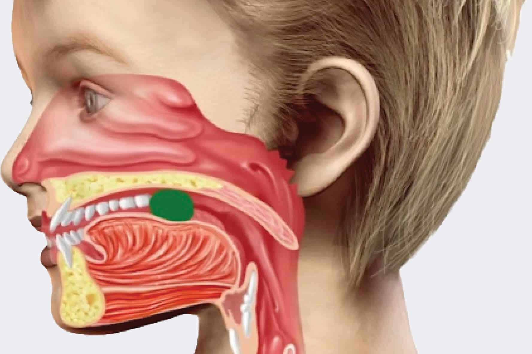 Neurobiology of Swallowing and Choking - Solid Starts PRO