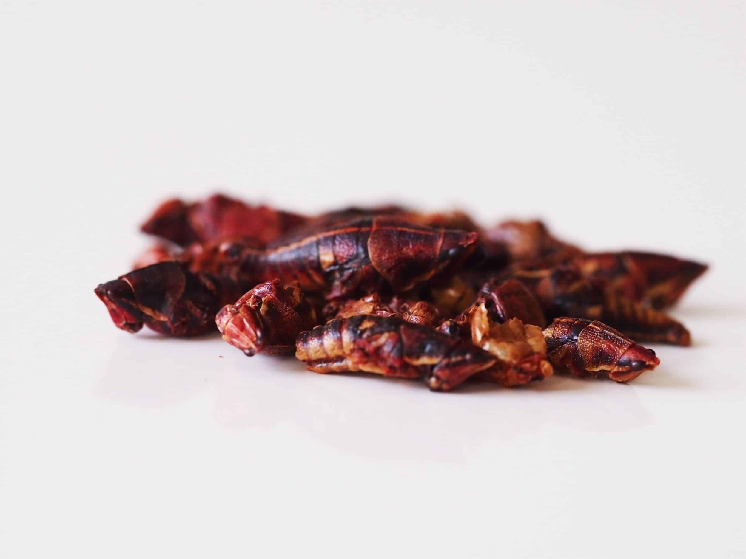 Chapulines (Grasshoppers) for Babies - First Foods for Baby - Solid Starts