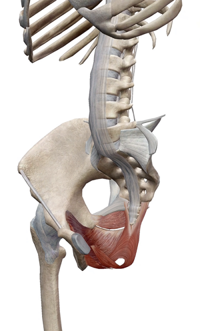 Why Pelvic Health Matters—and What Trans People Need to Know About It