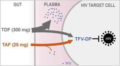 Descovy for HIV: Everything You Need To Know