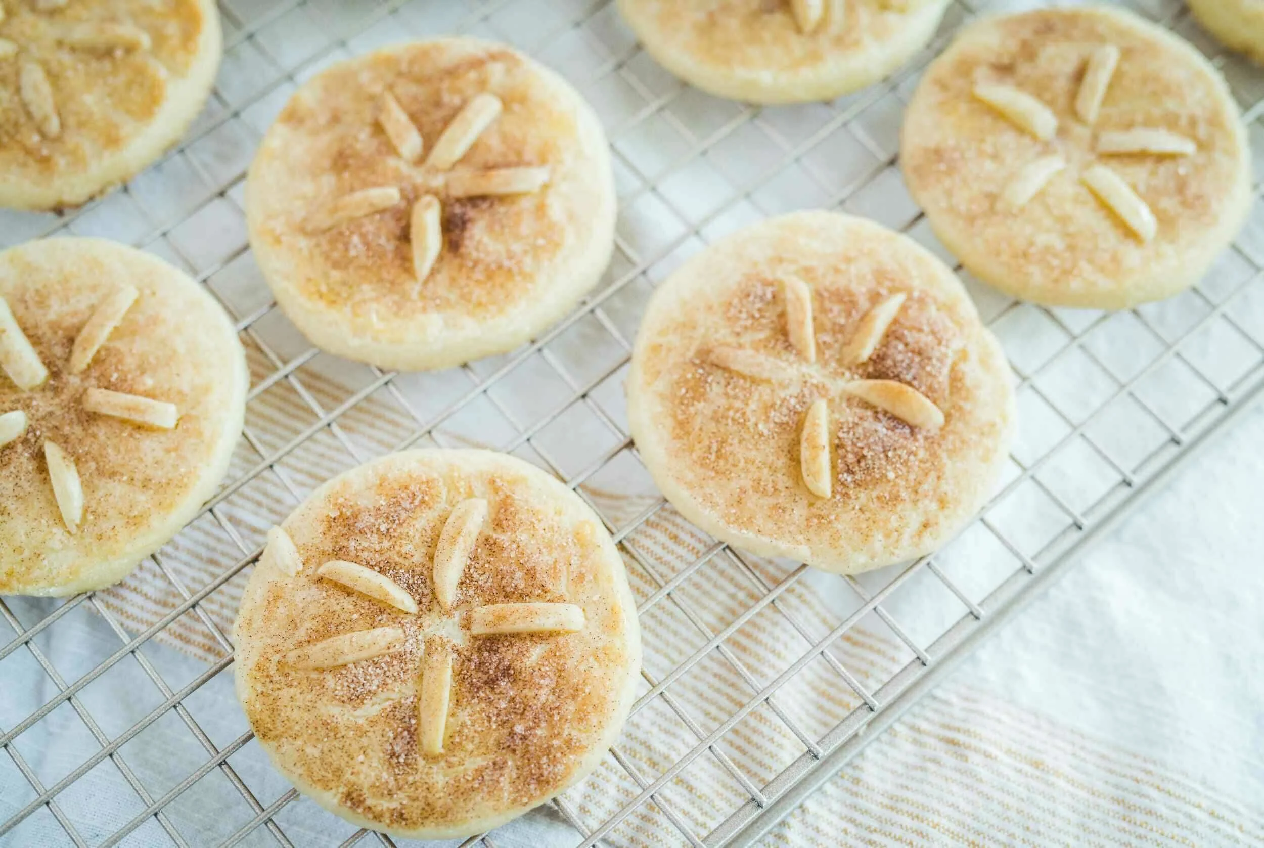 Sand Dollar Cookies | Holy Recipe