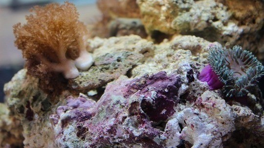 The secret life of rock pools | This Morning