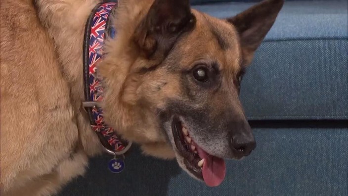 Can you give Dillon the dog a forever home? | This Morning