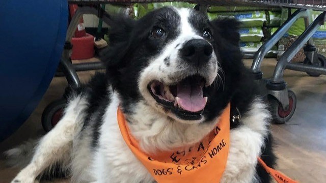 Bopper the Whopper finds a new home! | This Morning