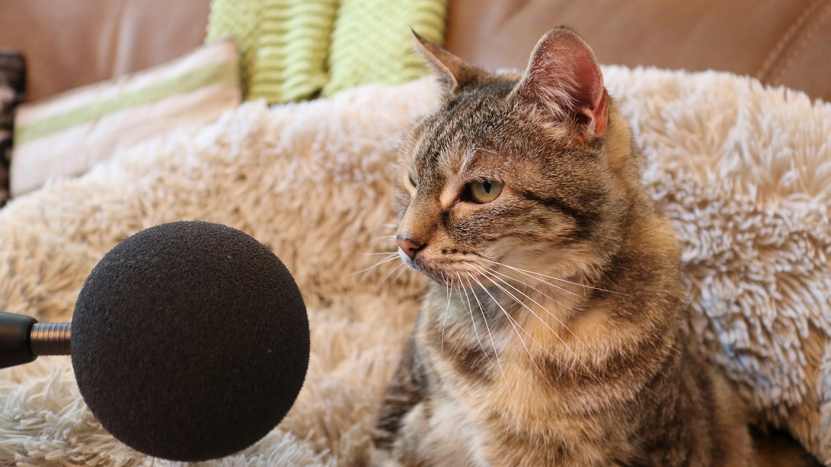 British cat breaks Guinness World Record for loudest purr | This Morning