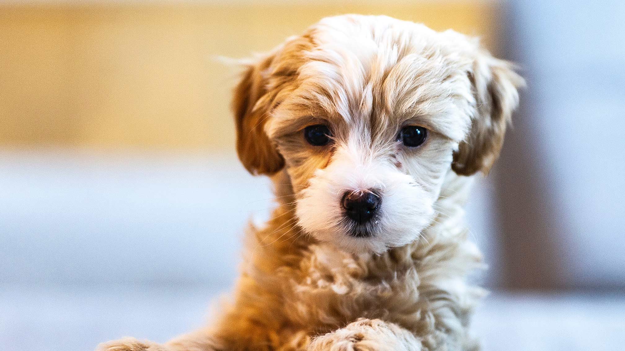 Welcoming a new pet into your family | This Morning