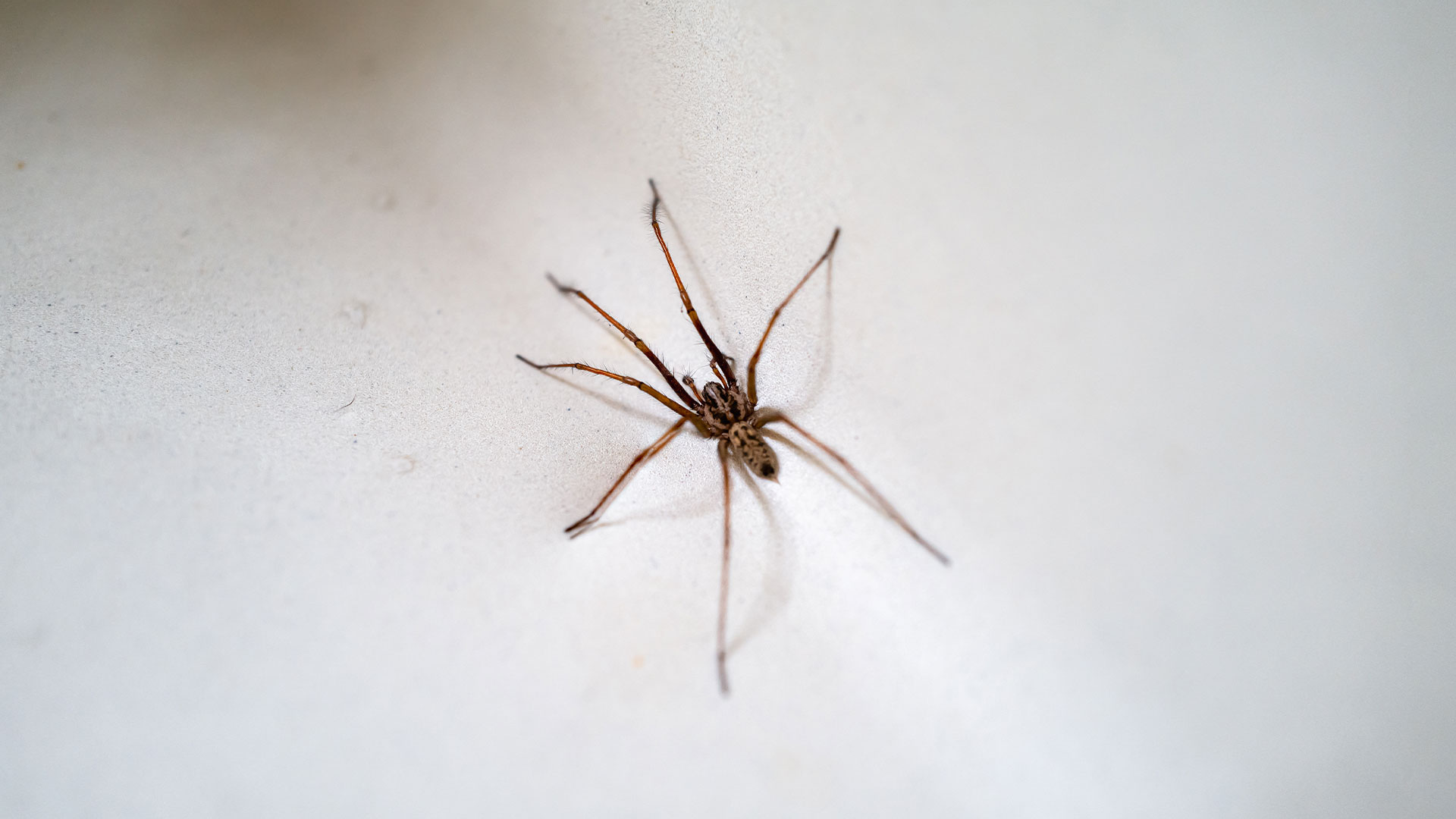 The safe way to spider-proof your home | This Morning