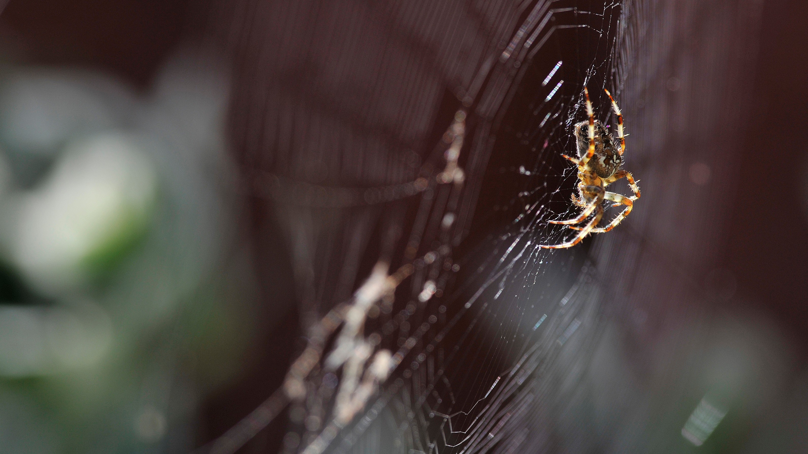 How to spider-proof your home | This Morning