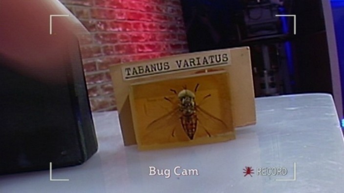 It's a bug's life this summer | This Morning