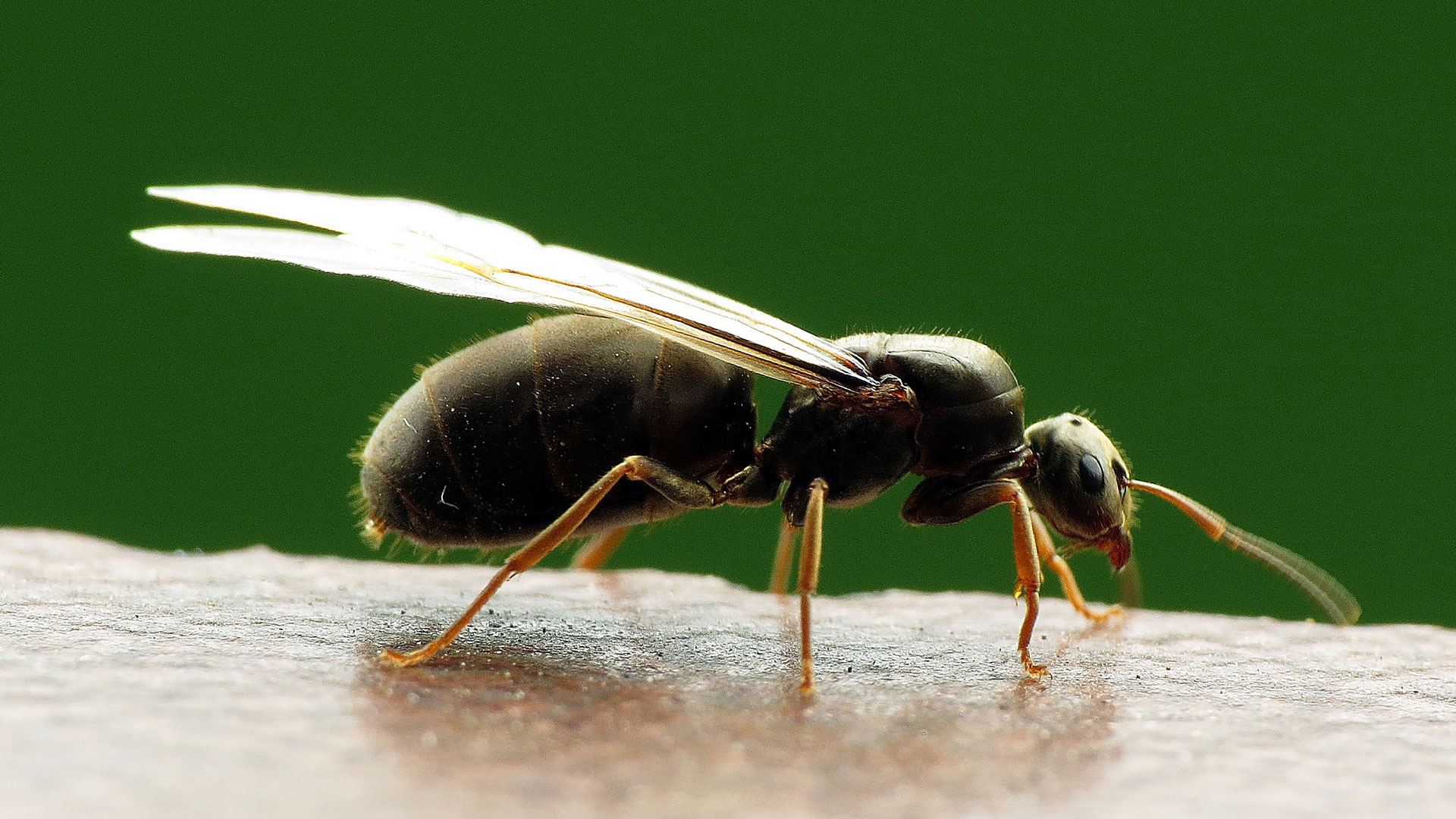 How to keep flying ants away this summer | This Morning