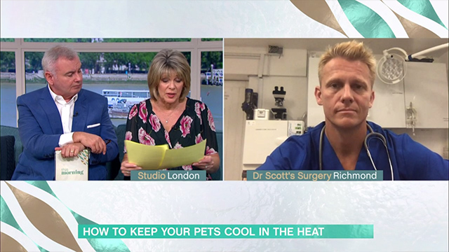 Should you walk your dog in hot weather? | This Morning