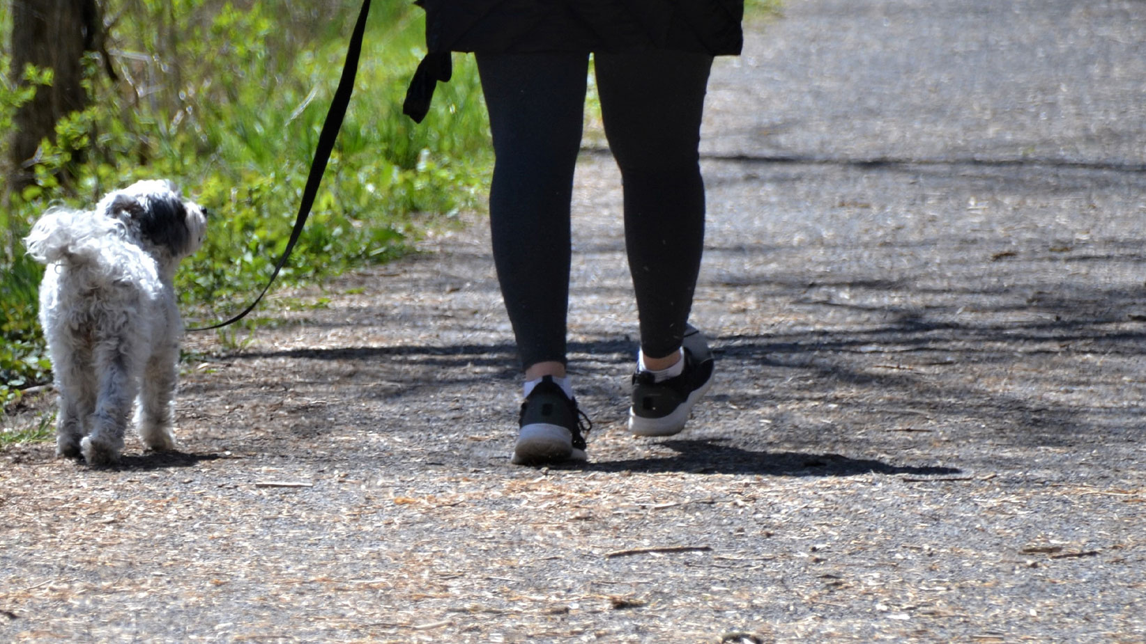 Why are dog attacks on the rise? | This Morning