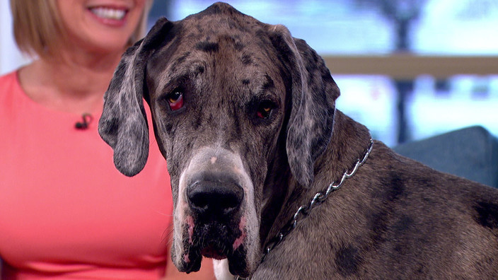 Is Major the world's tallest dog? | This Morning