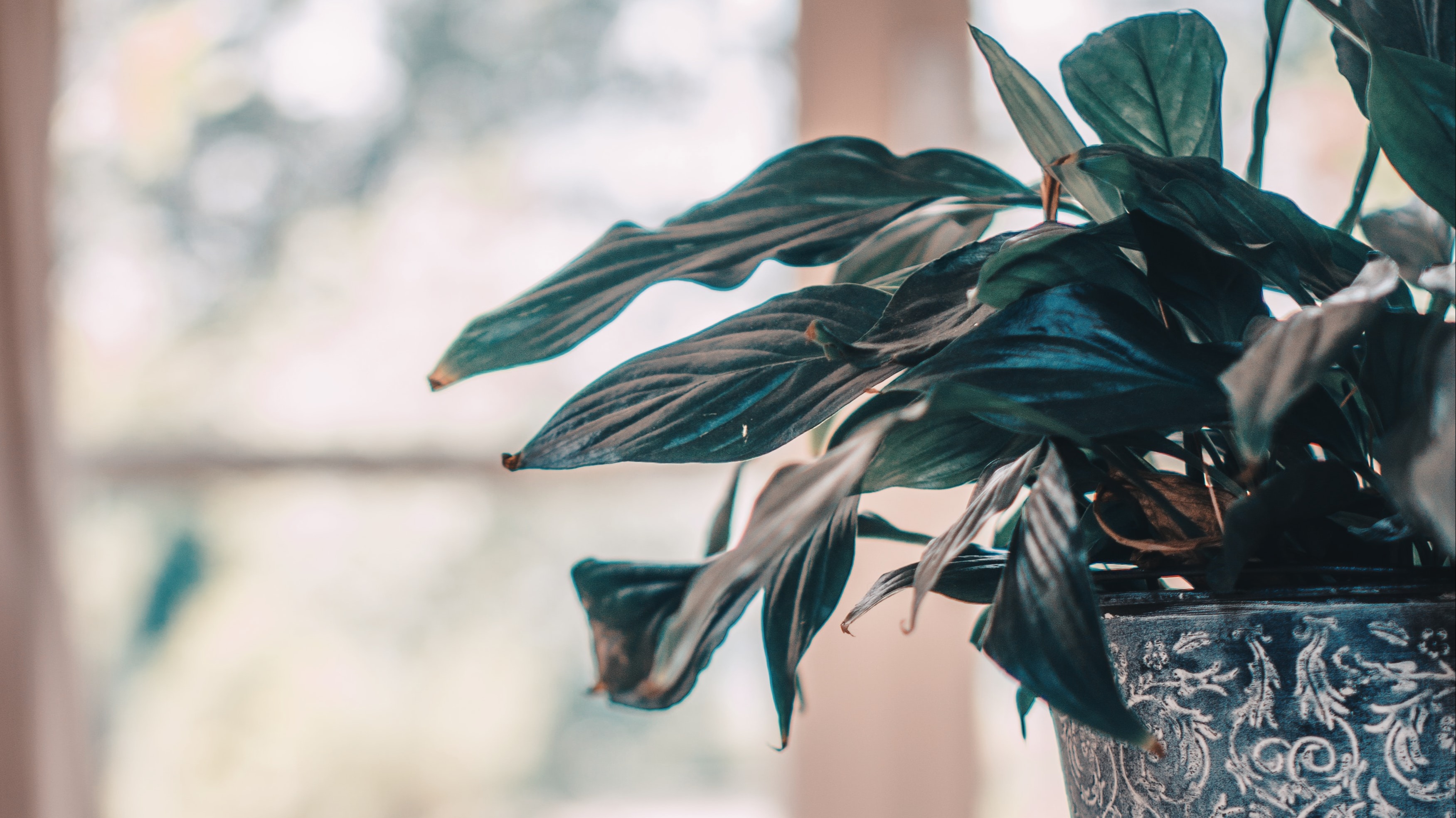 Top 10 plants to boost your mood | This Morning