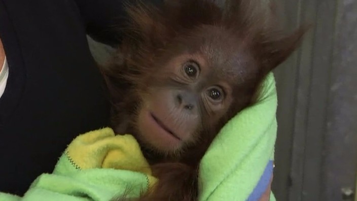 Meet Rieke, the monkey looking for a new home | This Morning