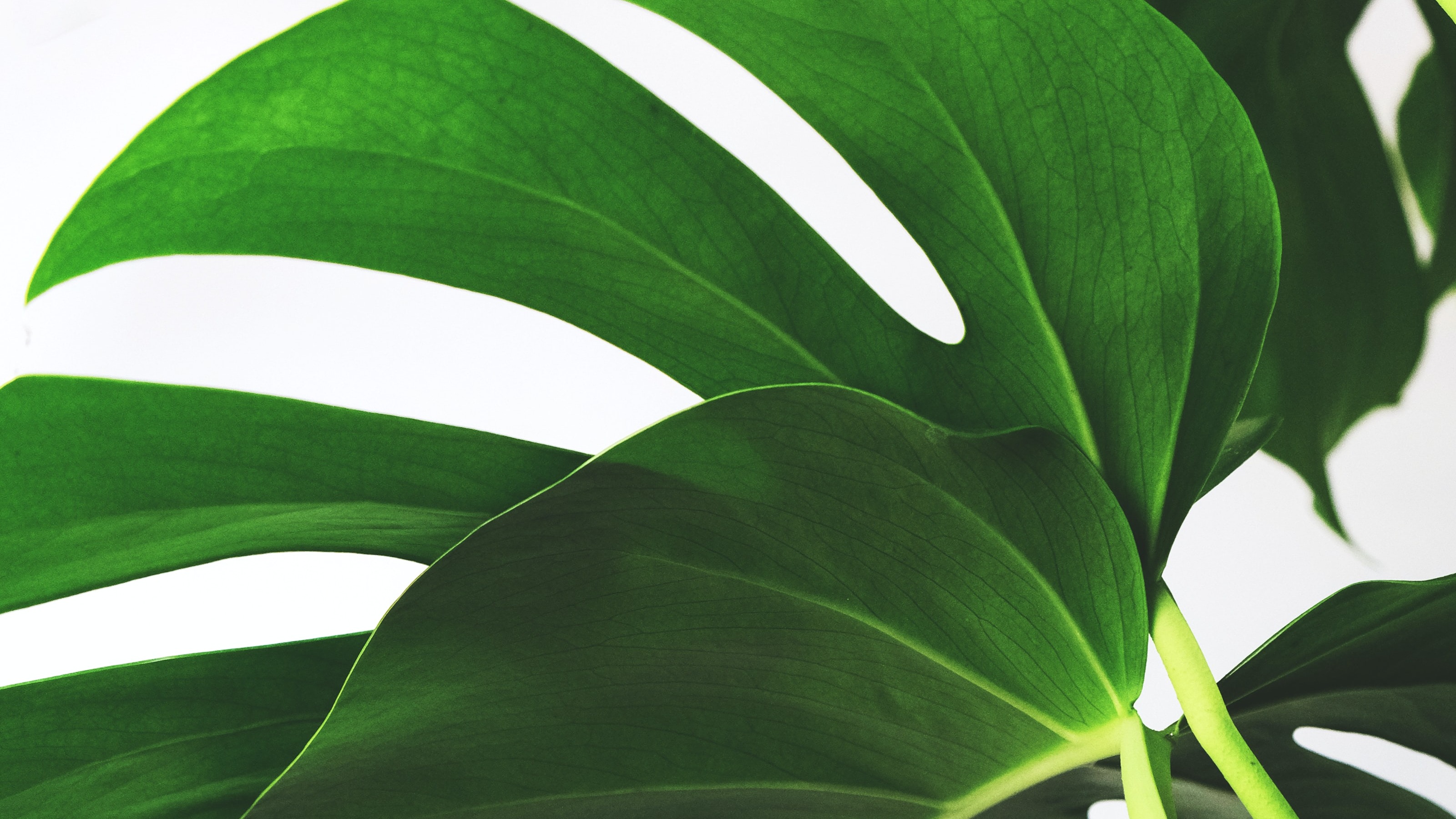 The best unkillable houseplants | This Morning