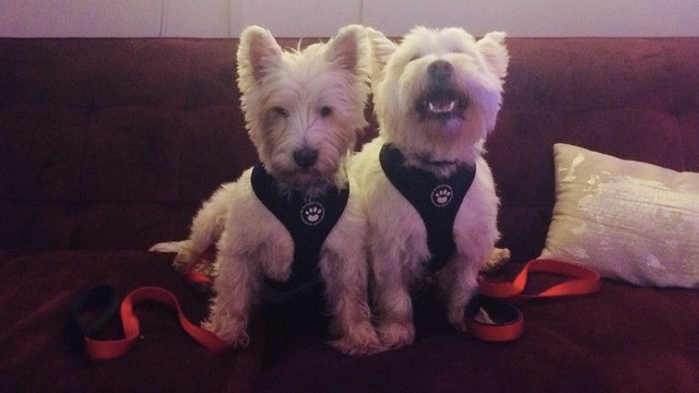Could you give Westie brothers Hamish and Angus a loving home? | This ...