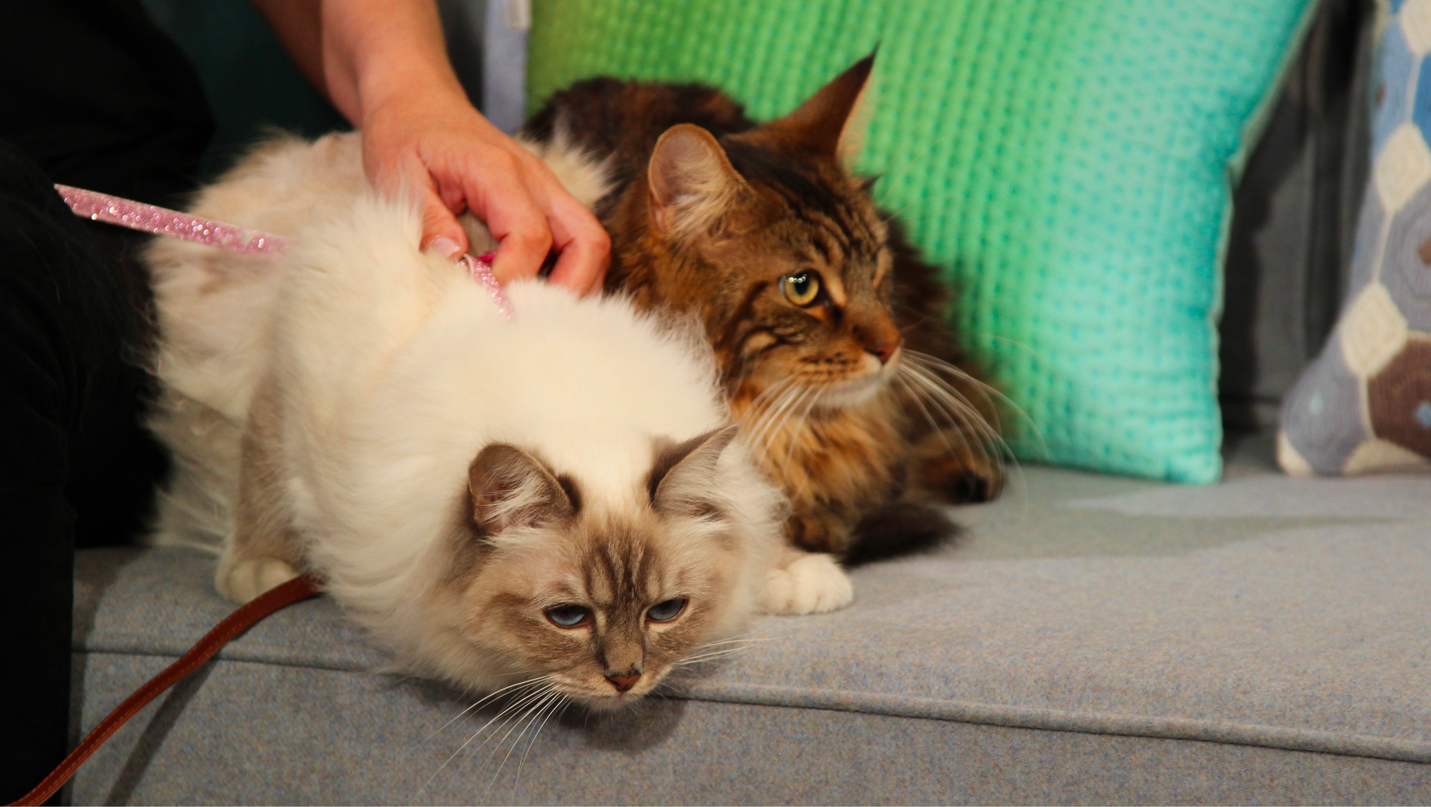 I'll always choose my cats over a man | This Morning