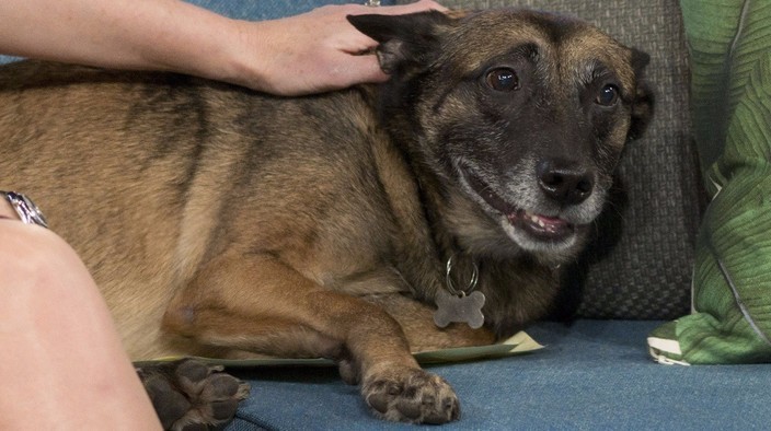 Meet the hero dog scarred by war | This Morning