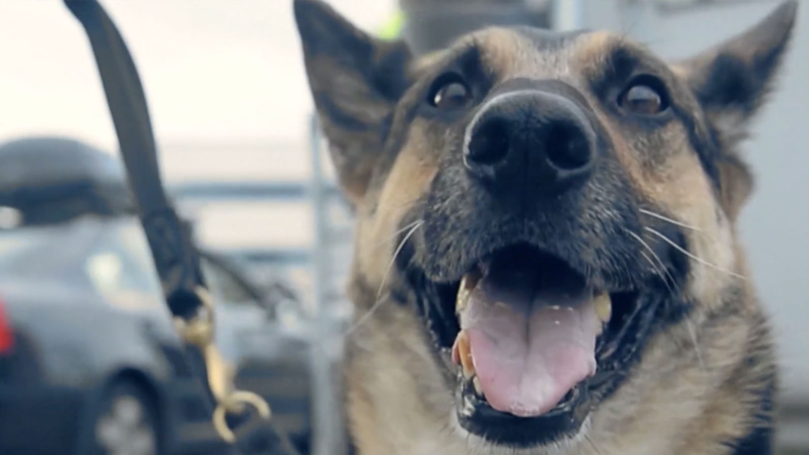 Meet the super dogs serving on the front line | This Morning