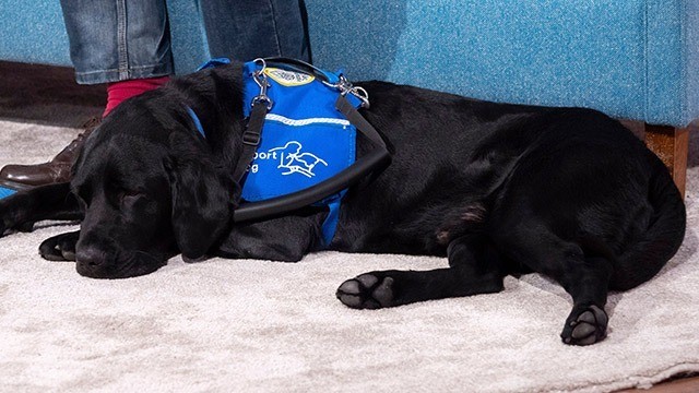 World Autism Awareness: 'Chester the dog encouraged my son to talk ...