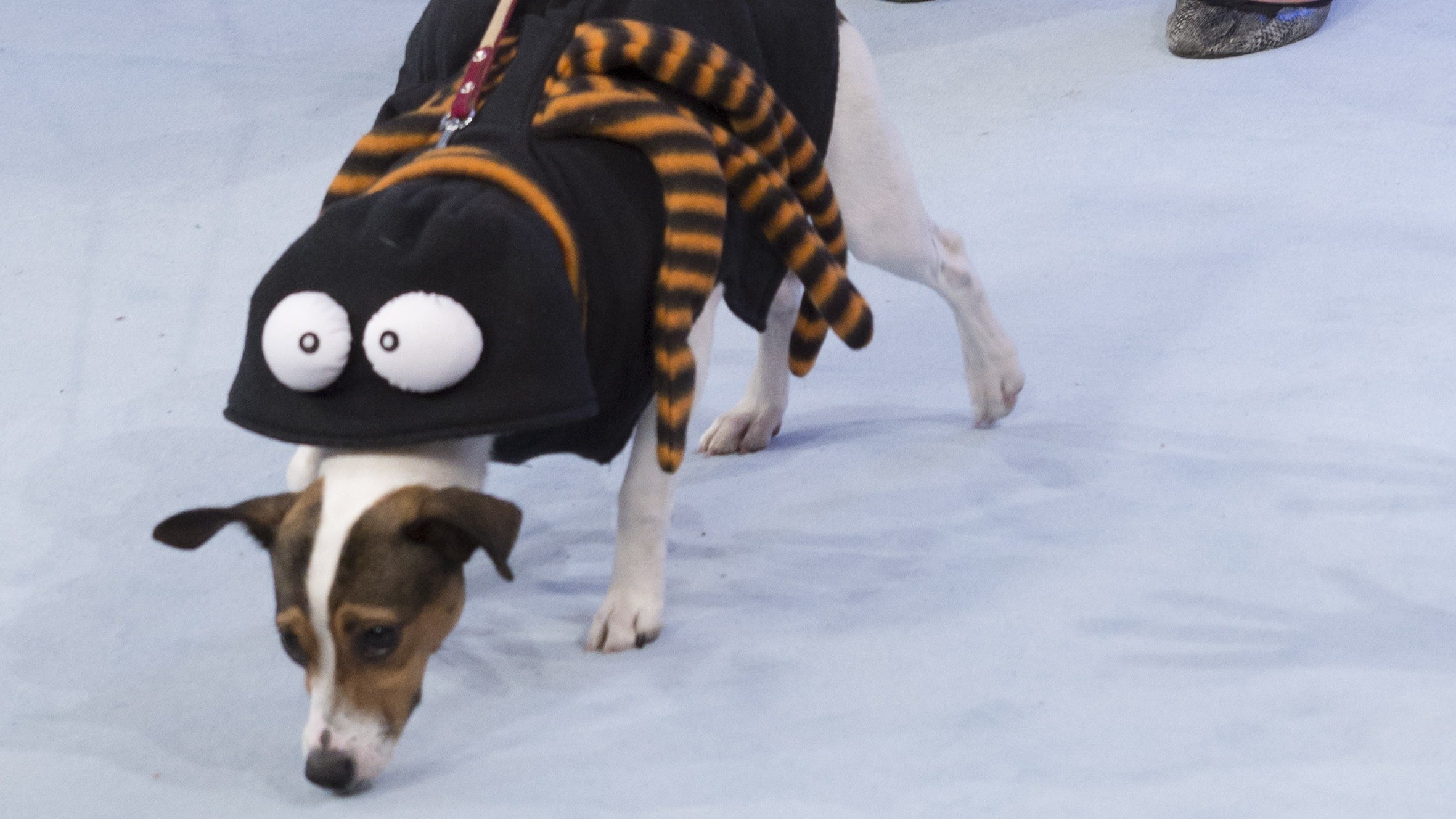 Spider-dog sends us pet costume crazy | This Morning