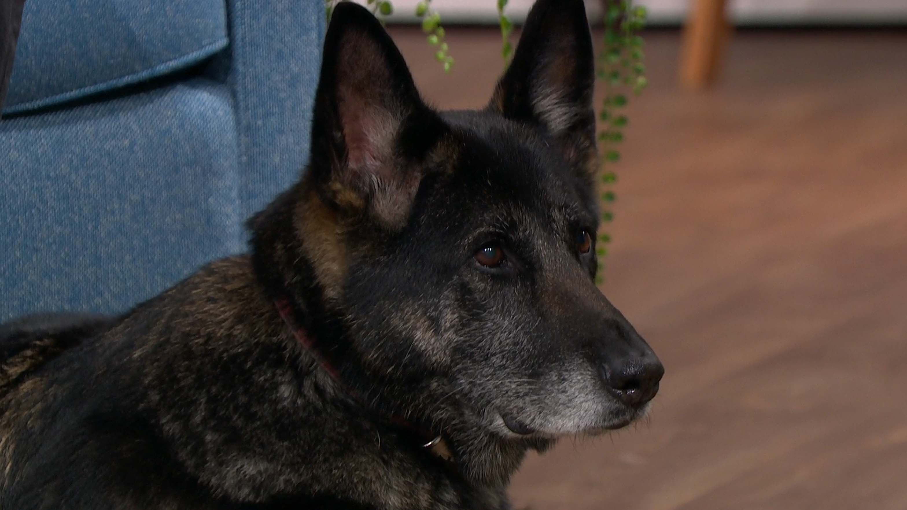 We meet the star of After Life, Britain's most famous dog! | This Morning