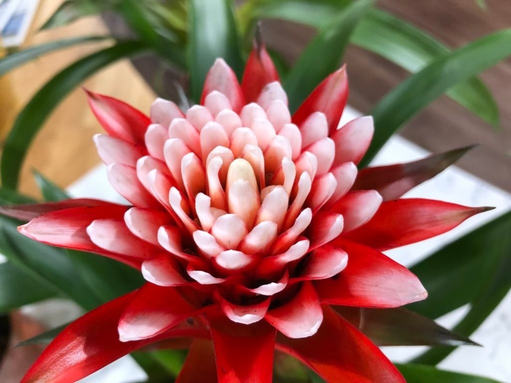 Treat yourself to the trendiest pot plants | This Morning