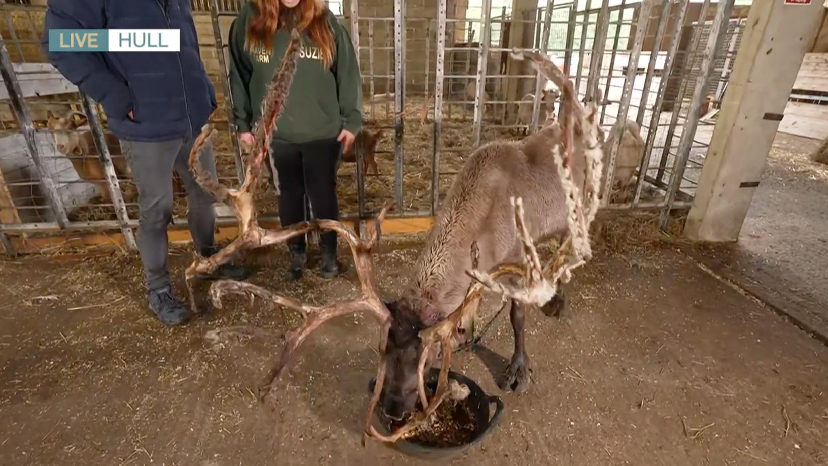 The reindeer hoping he won’t be lonely this Christmas | This Morning