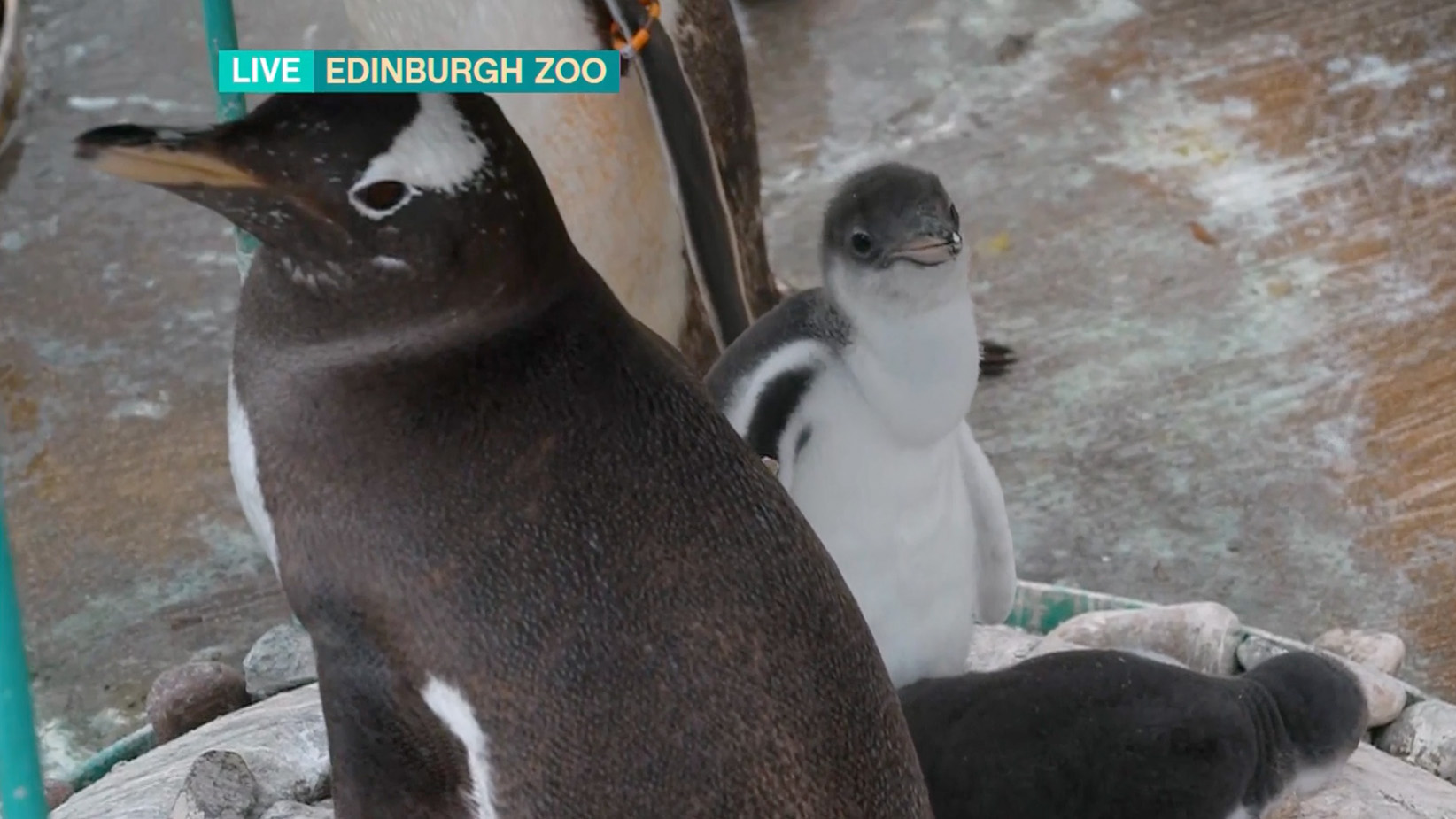 Meet the ADORABLE new additions to Edinburgh Zoo | This Morning
