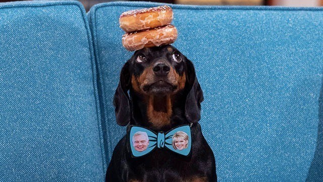 Be bowed by Harlso the balancing hound | This Morning