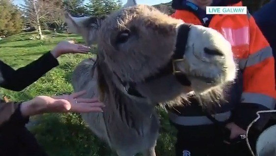 Meet Harriet the singing donkey | This Morning