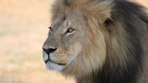 Remembering Cecil one year on | This Morning
