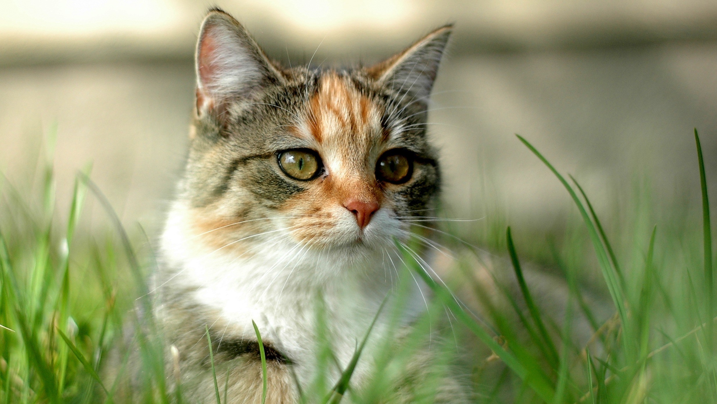 Calling all lookalike cats | This Morning